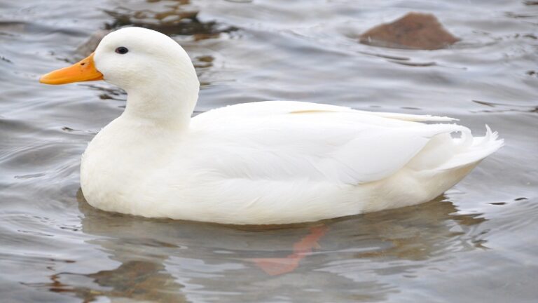 Cómo Saber Si Es Pata O Pato | 2026 | ComoPedia